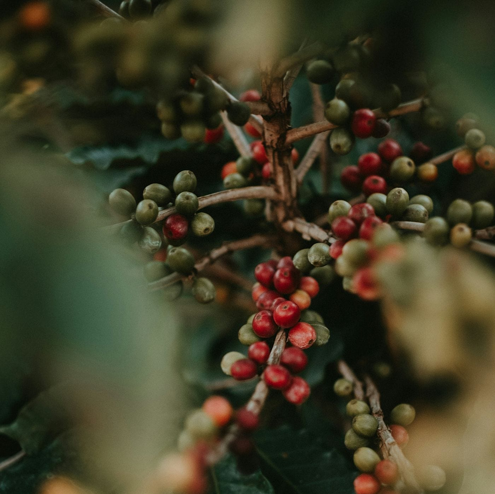 SipSation Coffee Co.