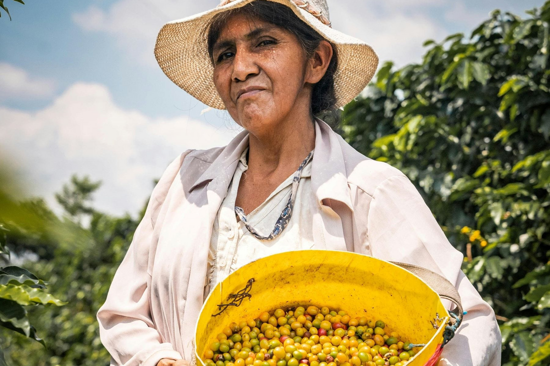 SipSation Coffee Co.